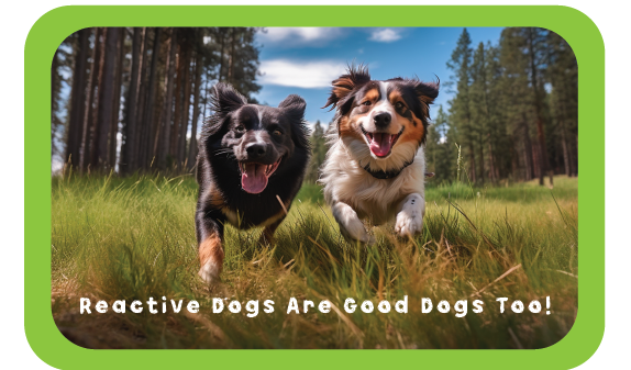 Shaggy Pines Dog Park - Reactive Dog Park Time